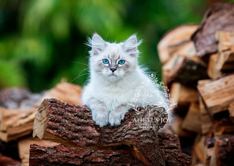 About Neva Masquerade Siberians - Angel's Joy Siberian Cats