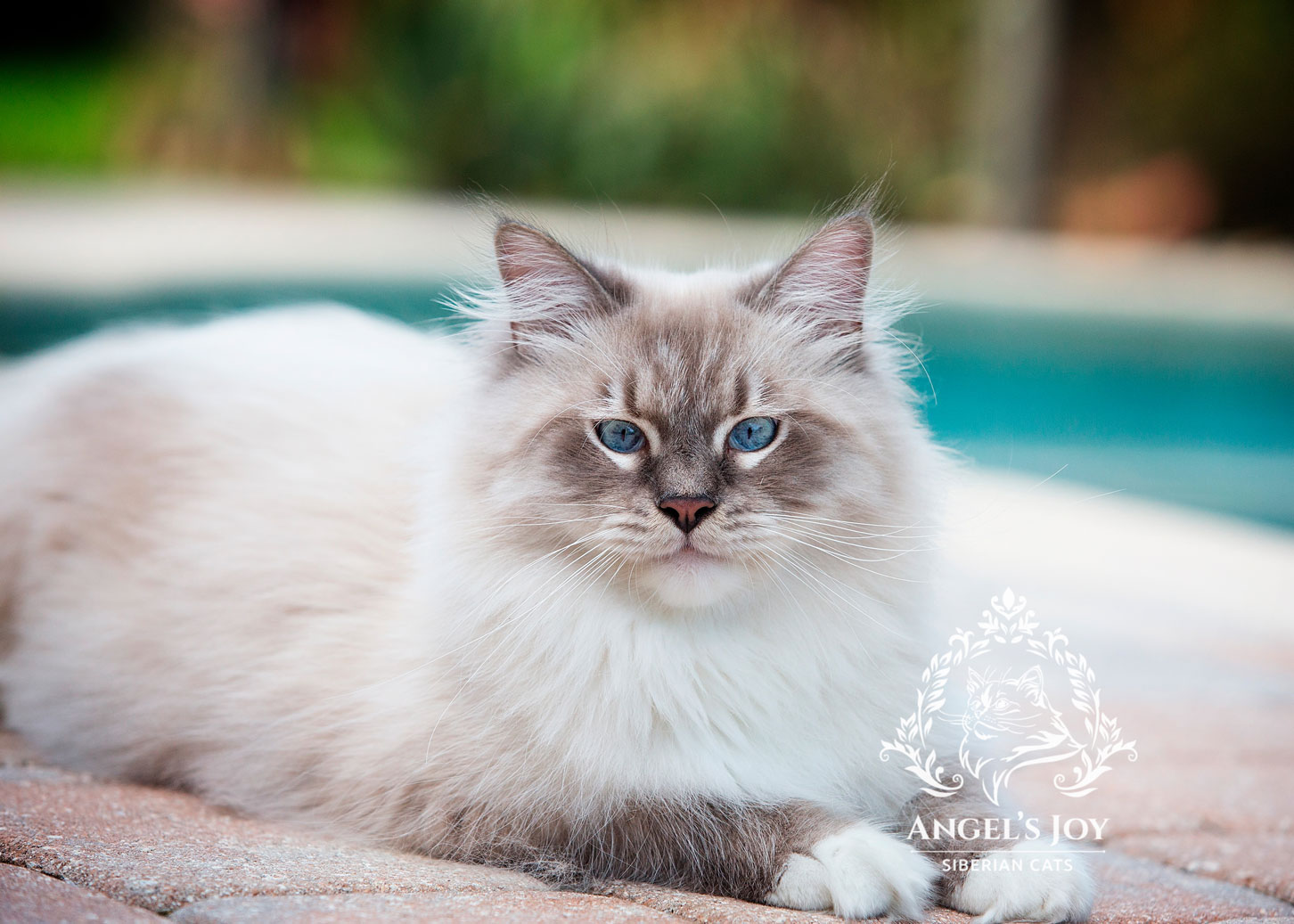 Siberian Cat Rescue Florida